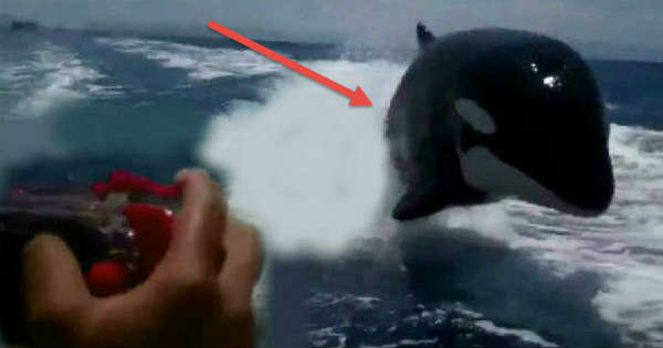 Orca Killer Whales DRAG RACING Against A Small Speedboat! - Muscle Cars ...