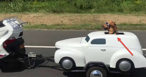 Very Cool Dog Rides In A Classic Mini CAR Trailer! - Muscle Cars Zone!