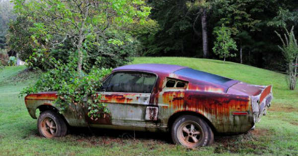 This Ex-Racecar 1967 Mustang Shelby GT500 Has A Bush Growing From It ...