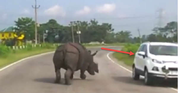 Angry RHINO Chase Cars On A Local Road! - Muscle Cars Zone!