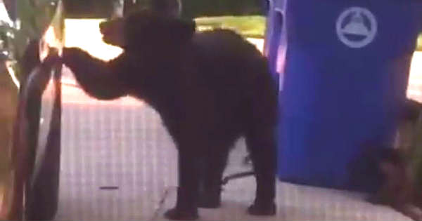 Intelligent Bear Opens A CAR Door! - Muscle Cars Zone!