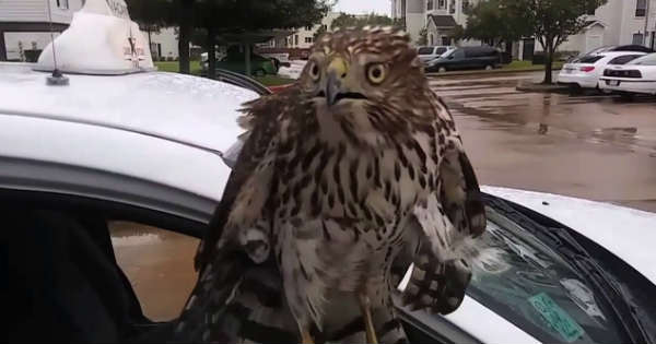 This Hurricane Hawk Broke into a Car to Seek Refuge! - Muscle Cars Zone!