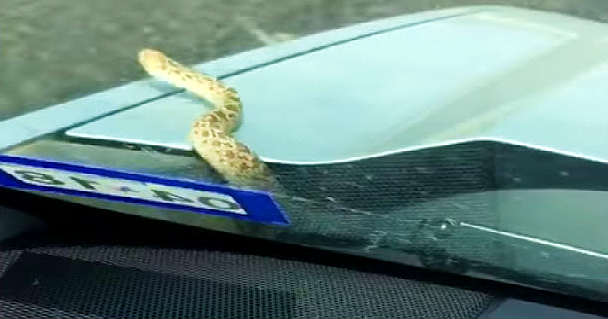 Massive Snake Won’t Leave This Truck! - Muscle Cars Zone!